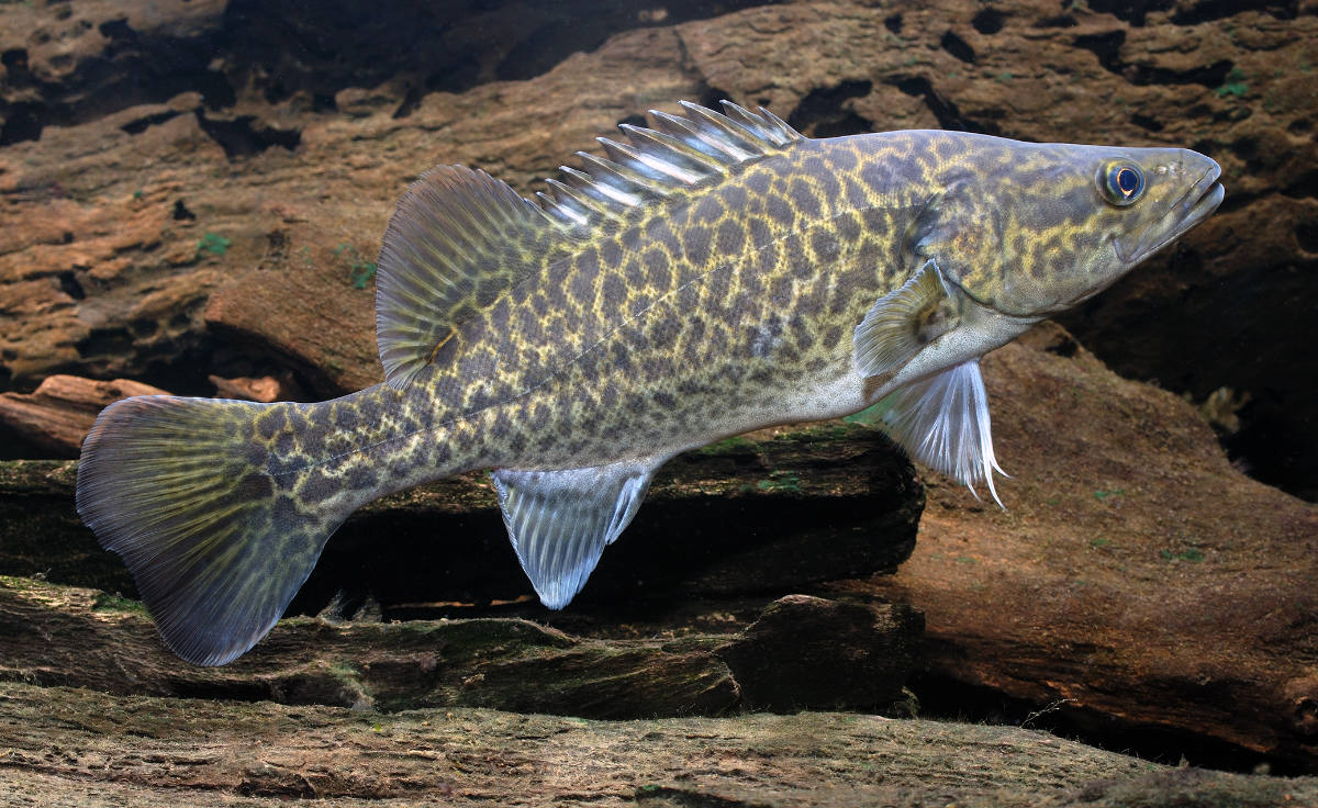 Murray cod - Maccullochella peelii